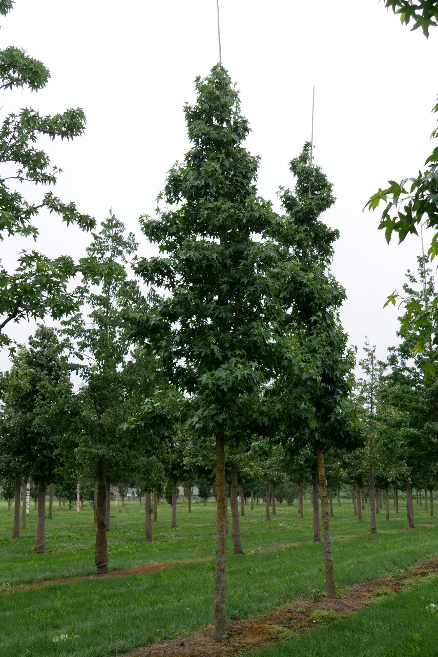 Liquidambar styraciflua 'Moraine' | Amberboom (cv) - Van den Berk Boomkwekerijen
